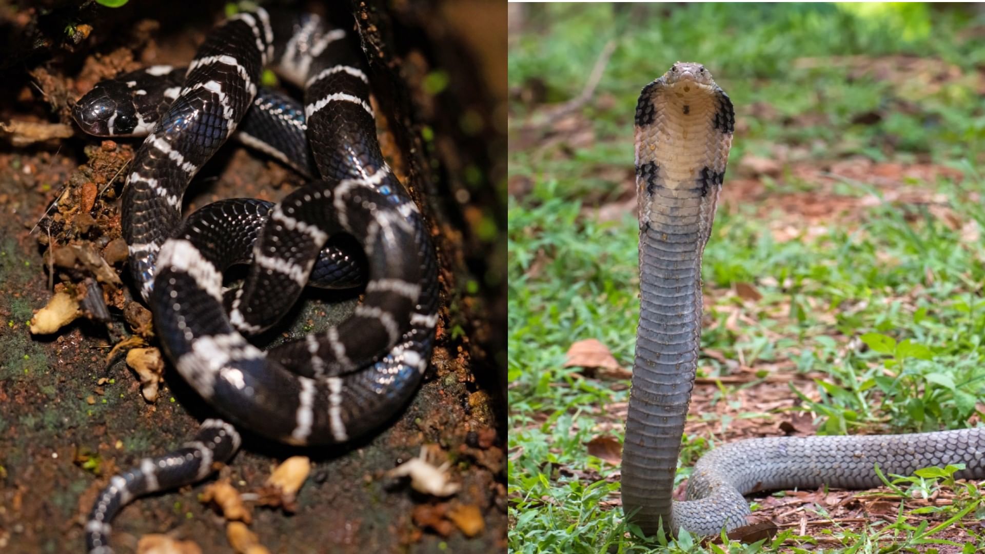 Cobra Vs Krait:कोबरा और करैत में कौन सांप है सबसे ज्यादा जहरीला? जानिए ...