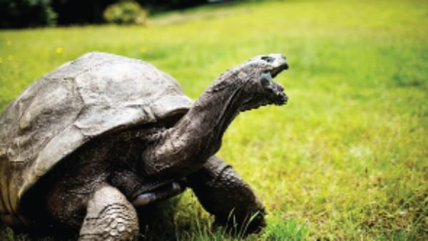 The World Learns From Long-lived Organisms, Understand The Example Of A ...