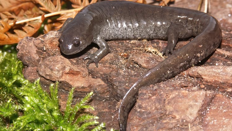 Interesting Facts World Rare Creature Salamander Who Live Many Years ...