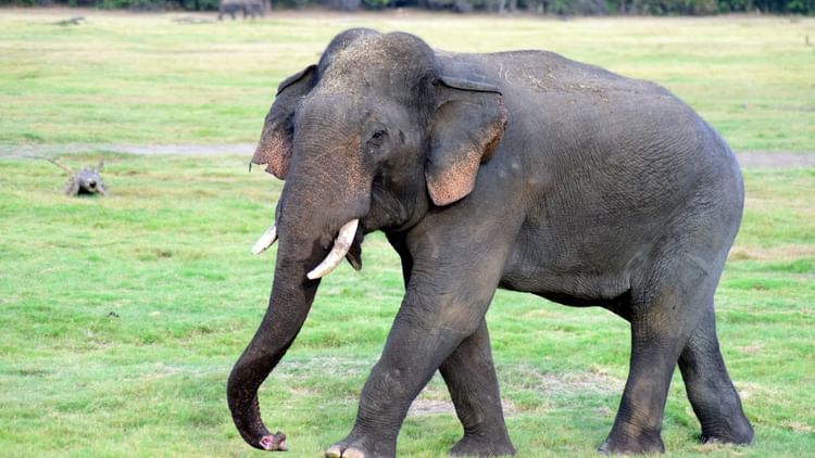 Zoo Elephants More Stressed Than Wild Elephants Revealed In Research Of ...