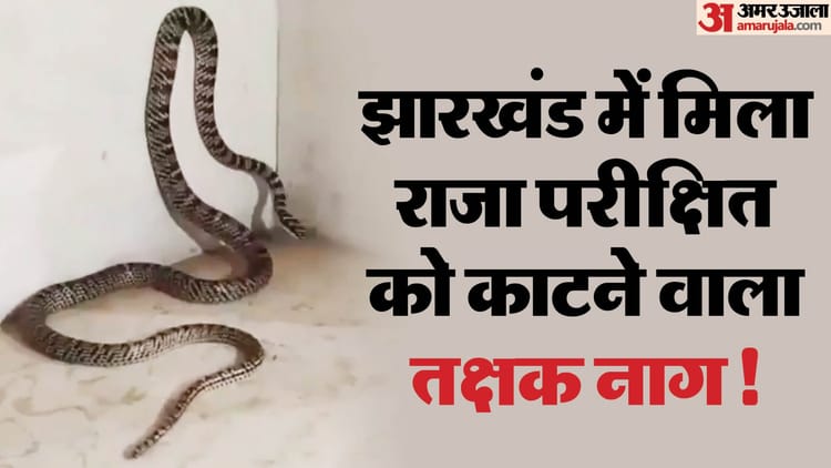 Takshak Naag Video:झारखंड में पहली बार मिला उड़ने वाला 'तक्षक नाग', 100 ...