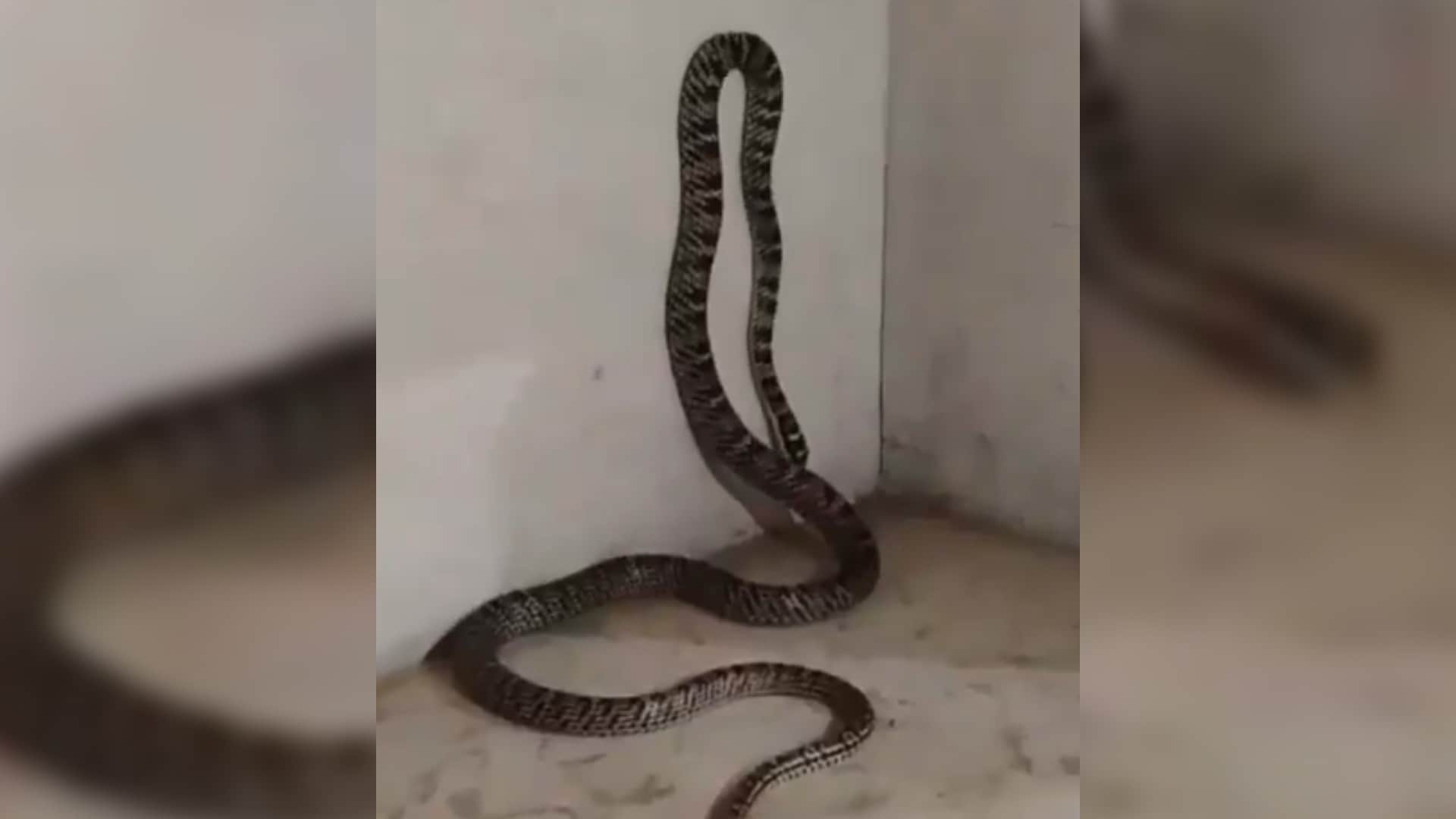 Takshak Naag: Rare Snake Takshak Naag Found First Time In Ranchi ...