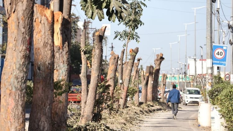 Indore News Tree Plantation Save Nature - Amar Ujala Hindi News Live ...