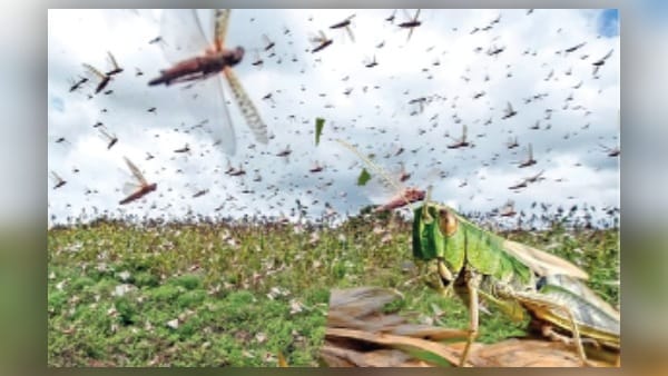 Desert Locust:अब सटीक पूर्वानुमान टिड्डी दल के विनाशकारी हमलों से ...