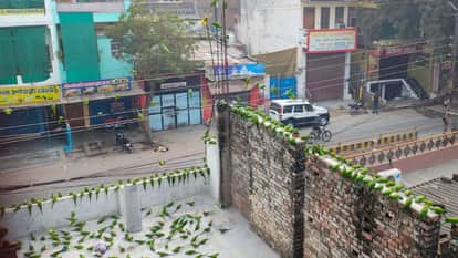 Banaras Pakshirajan Robot Akshay Kumar Rajanikant Parrots Daily Bird ...
