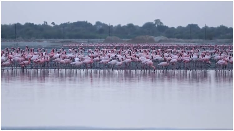 Rajasthan News: Sambhar Lake Is Full Of Beauty Of Migratory Birds ...