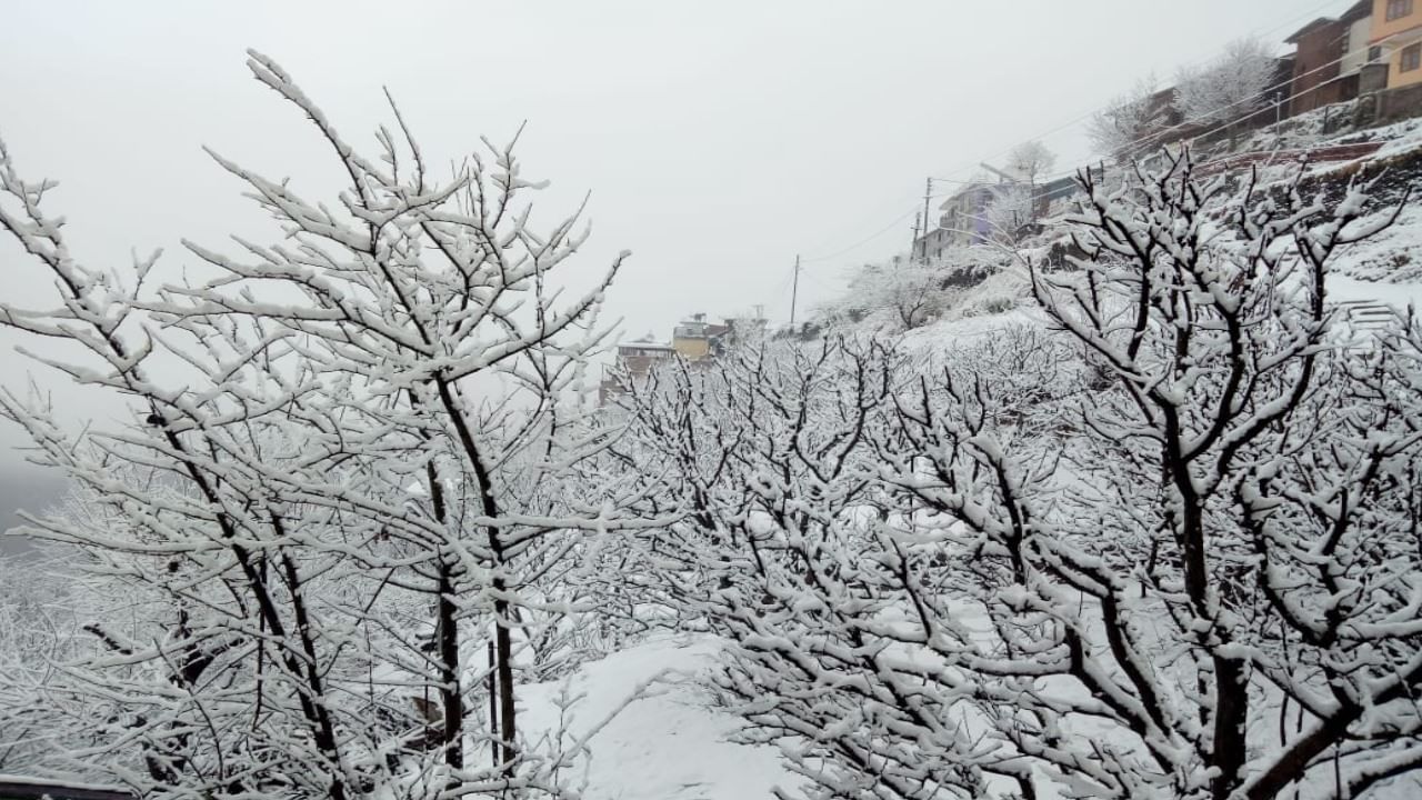 Himachal Weather: High Altitude Areas Again Covered In White Sheet Of Snow, Rain In Many Lower ...