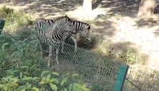 Kanpur Zoo Visitors Arrived To See Zebras Jimmy And Jasmine Wallaby And Macaw Will Also Come To ...