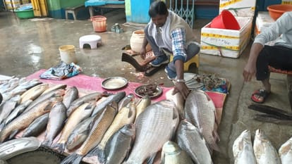 Bihar News:खगड़िया में सालाना हो रहा 22 करोड़ का मछली कारोबार, देश भर ...