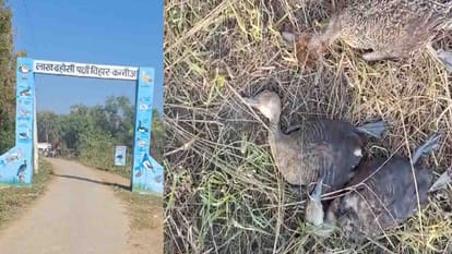 Kannauj:लाख बहोसी पक्षी विहार में सुरक्षा के अभाव में पक्षियों का शिकार ...
