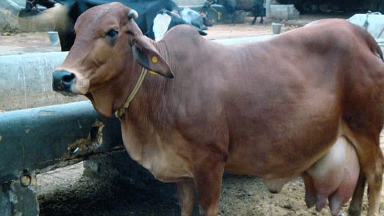 Varanasi News:भ्रूण प्रत्यारोपण से साहिवाल बछिया का जन्म, एक हजार आया ...