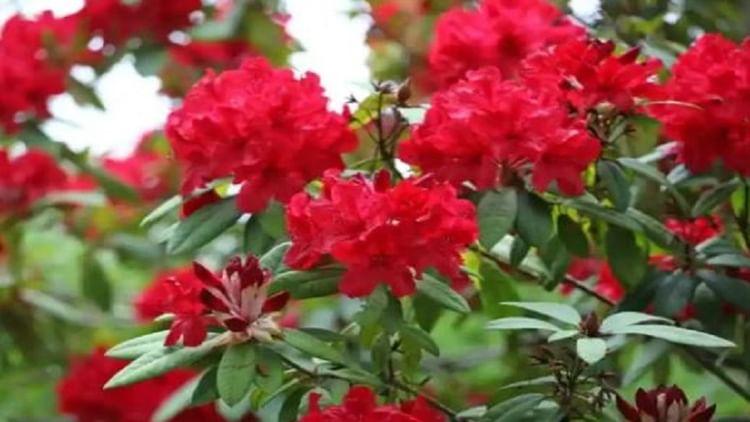 Buransh Flower Bloomed Before Time In Almora - Amar Ujala Hindi News ...