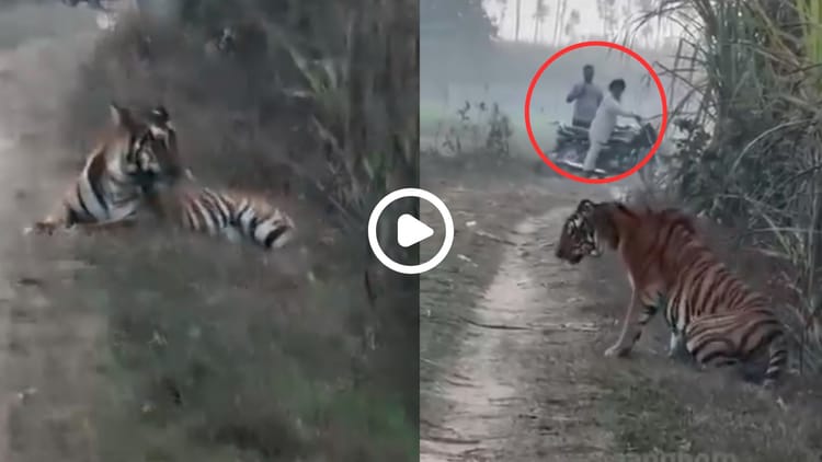 Viral Video:पीलीभीत के रिहायशी इलाके में चहलकदमी करते दिखा बाघ, इंटरनेट ...