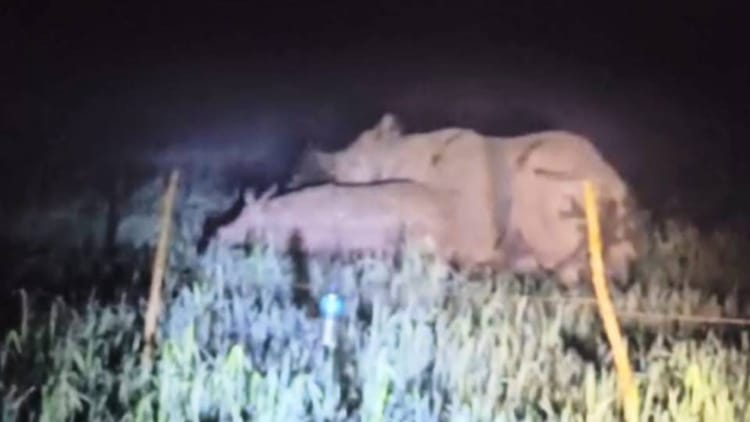 Bahraich Kartaniyaghat Became Favourite Forest Of Elephants And Now ...