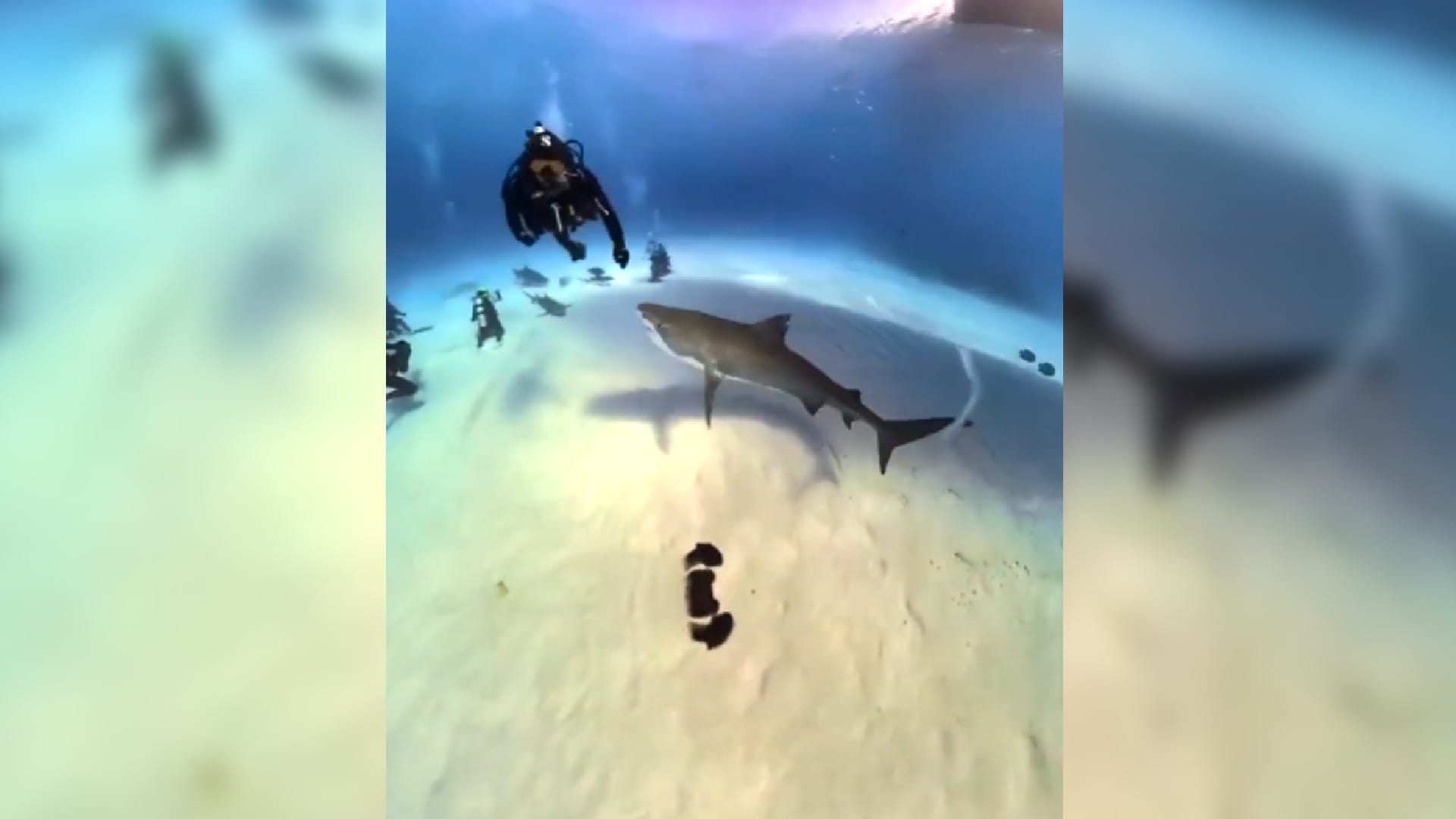 Shark Attacks On Diver And Swallows Camera Rare Footage Shows Stunning ...