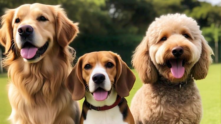 Humans Are Disturbing The Biological Clock Of Animals Know All Updates ...