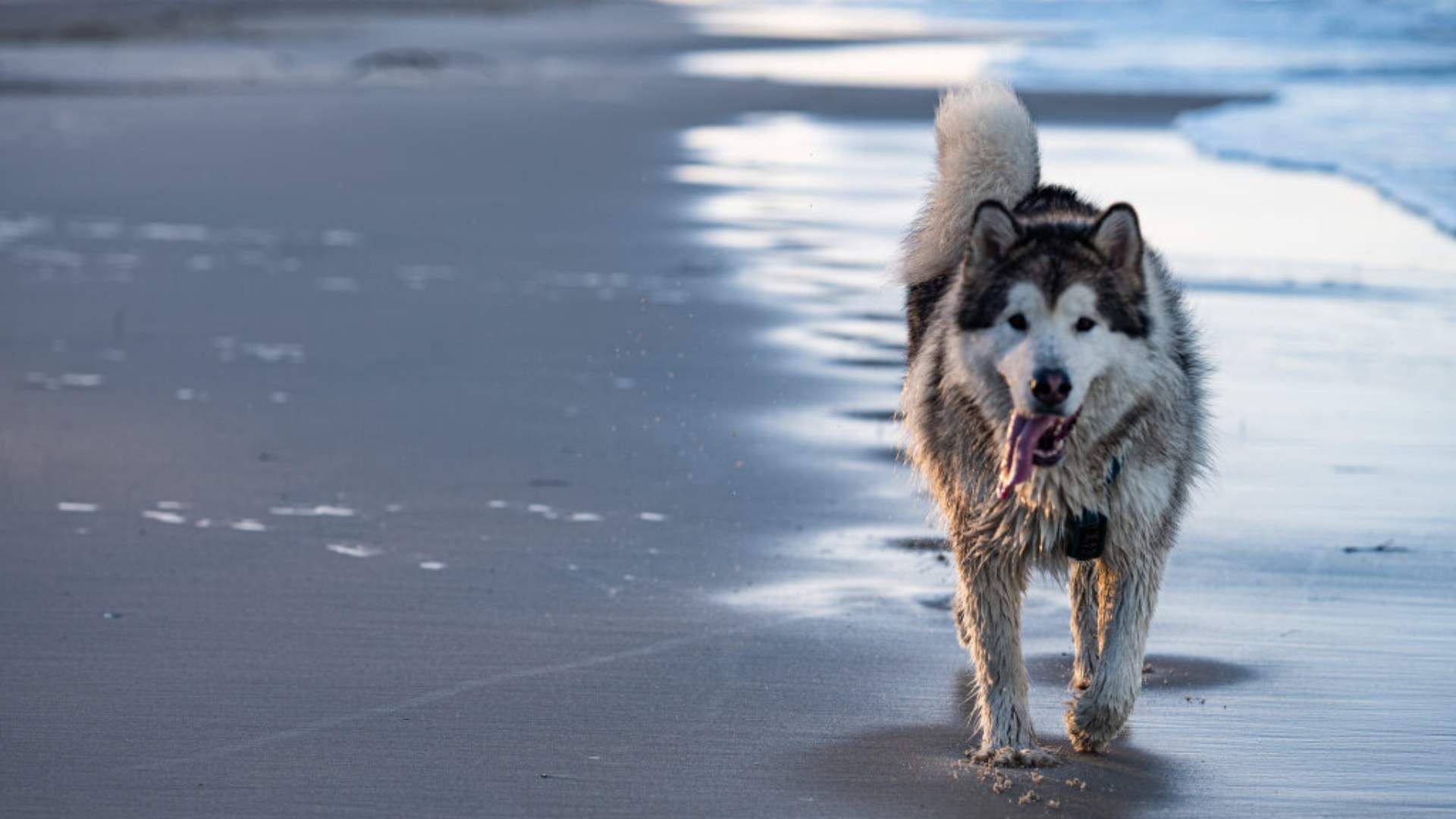 Wolf Dog:ये है दुनिया का सबसे महंगा कुत्ता, भारतीय शख्स ने 50 करोड़ में ...