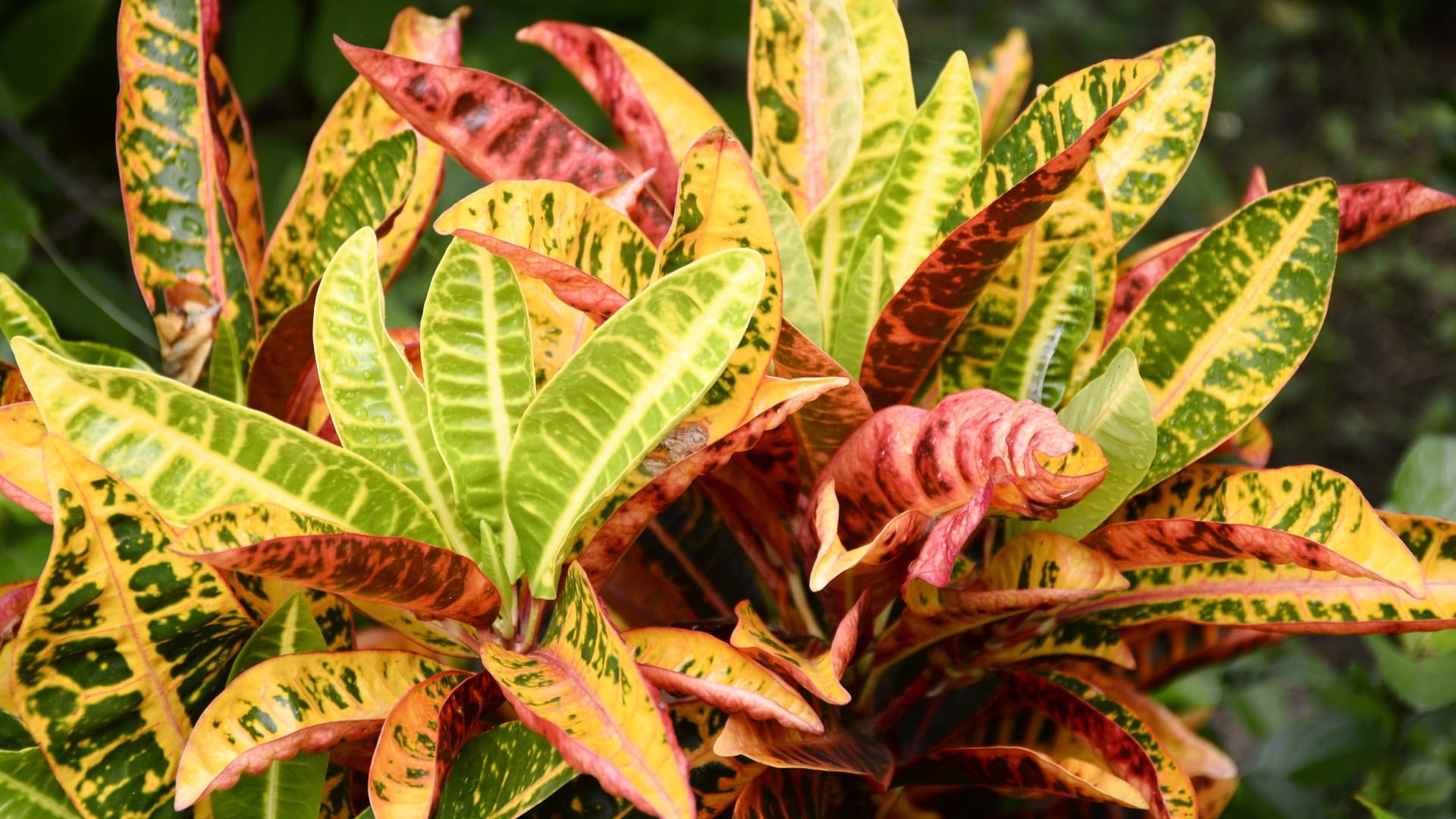 Croton Plant:गर्मियों में ऐसे करें इनडोर क्रोटन की देखभाल, पौधे की ...