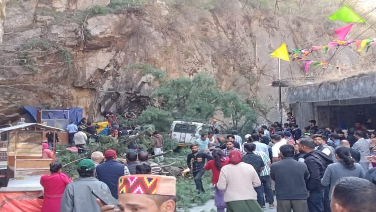 Kullu News: Wounds Became Fresh Again, Hollow Tree Killed Half A Dozen ...