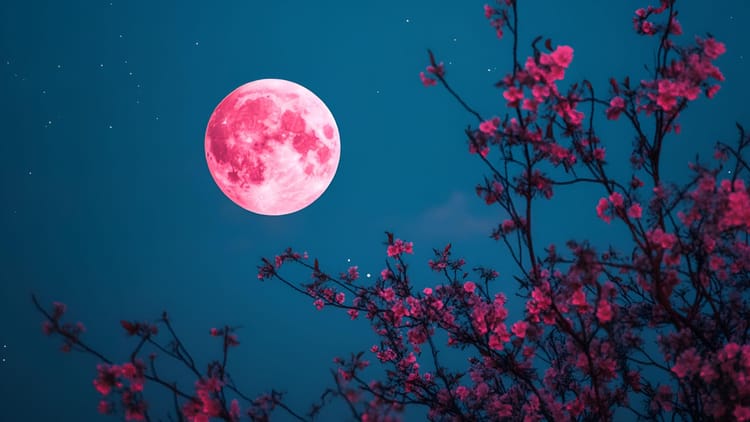 Pink Moon:आसमान में दिखेगा अद्भुत नजारा, चांद हो जाएगा गुलाबी, जानिए कब ...
