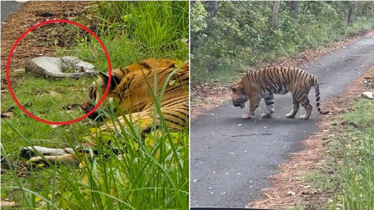 Tiger Ate Python In Pilibhit Tiger Reserve Condition Worsened - Amar ...