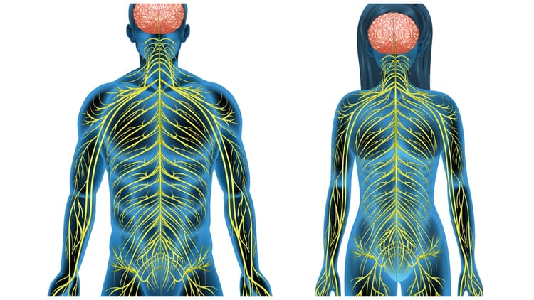 Nervous System Function Know What Affects Nervous System And How To ...