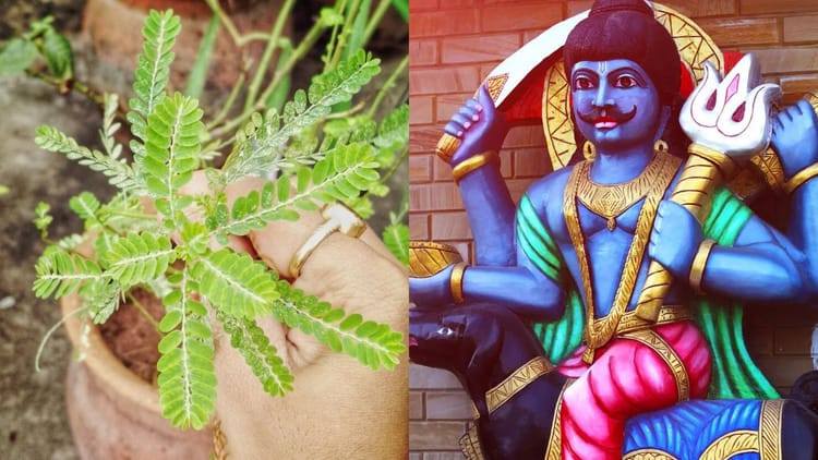 Shami Plant:शनिवार को शनिदेव को जरूर चढ़ाएं शमी के पत्ते, भगवान शिव और ...