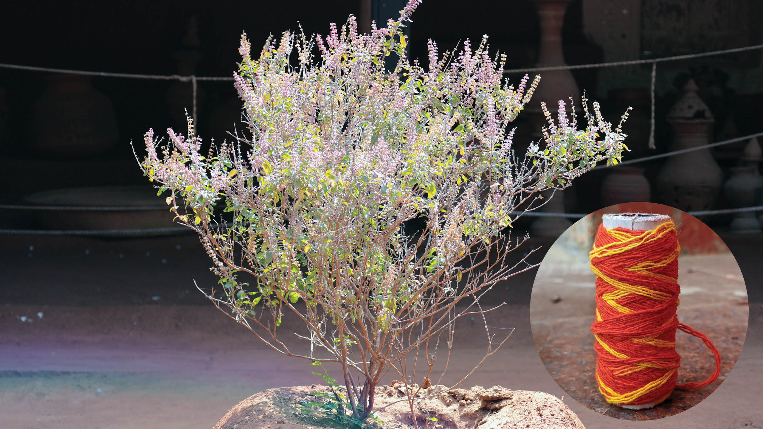 Vat Savitri Puja 2025 How To Perform The Ritual Without A Banyan Or ...