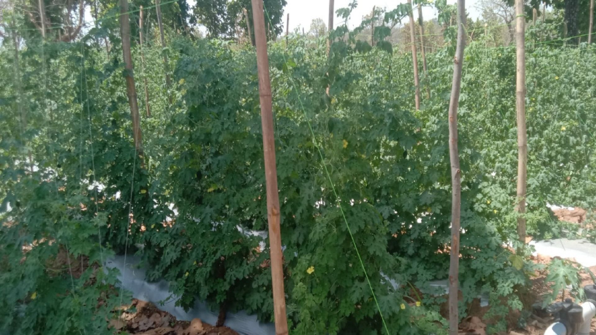 Mathura Farmers Embrace Israeli Tech Hi-tech Nursery Gives 1.25 Lakh ...