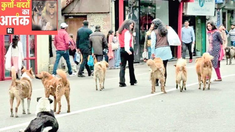 Shimla:पहले से ज्यादा आक्रामक हो गए कुत्ते, दे रहे गहरे घाव, 16 महीनों ...