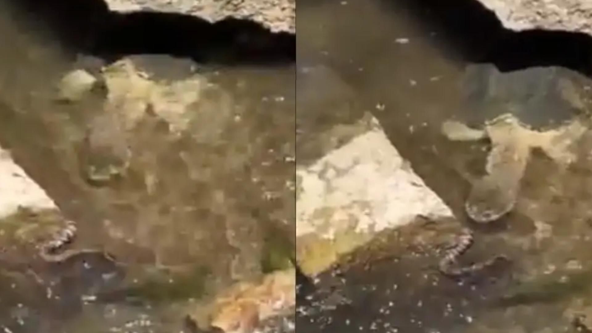 Video Of Turtle Attacking And Eating Snake Shocks Internet Viral News ...