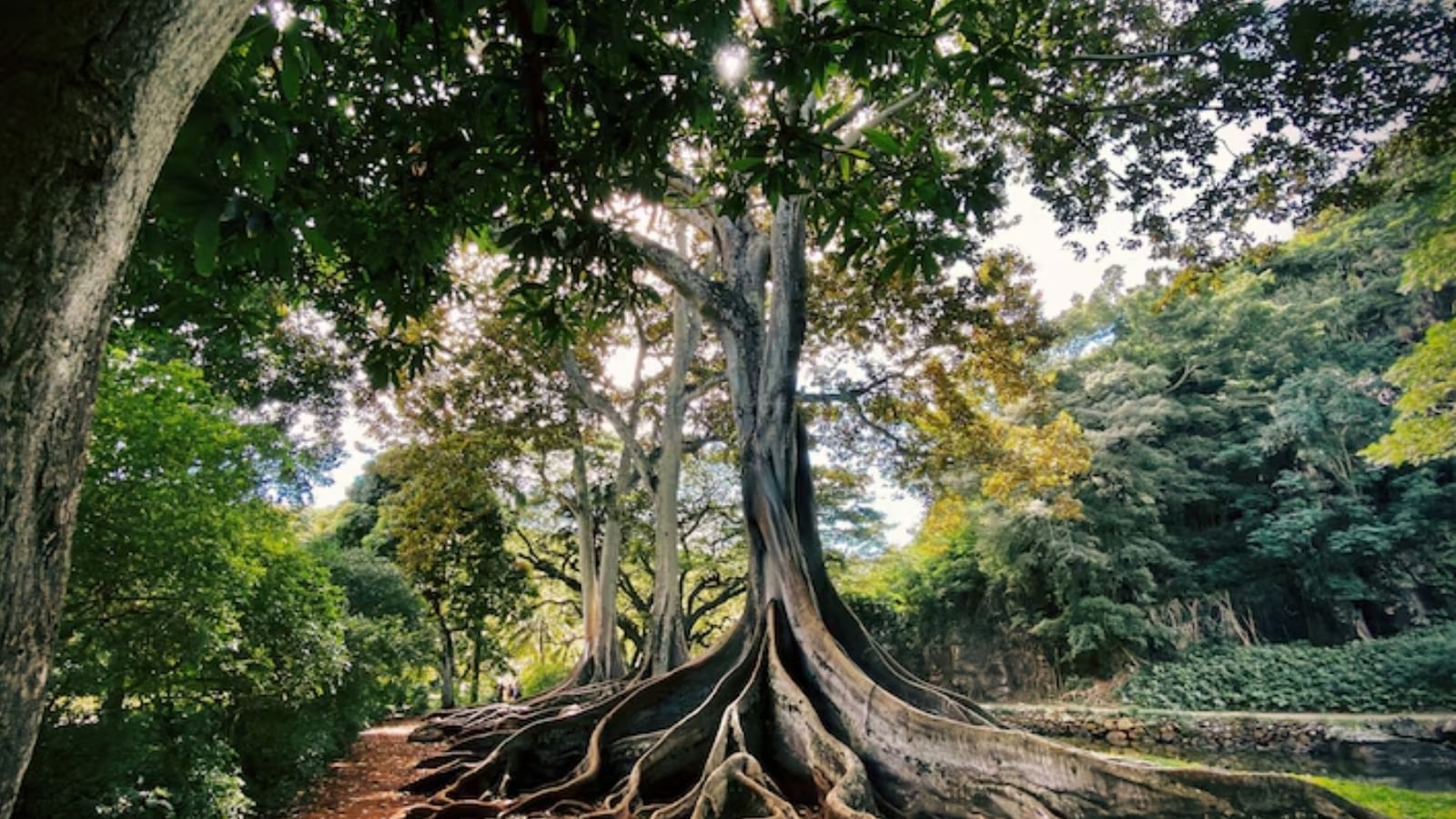 Bangladesh:पूजा करने पर कट्टरपंथियों ने 200 साल पुराना बरगद का पेड़ ...