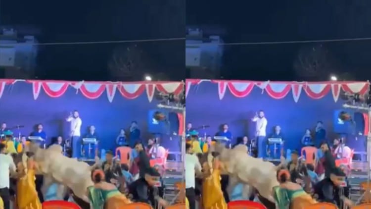 Viral Video:संगीत समारोह में सांड ने भी दी परफॉर्मेंस, अचानक घुस कर ...
