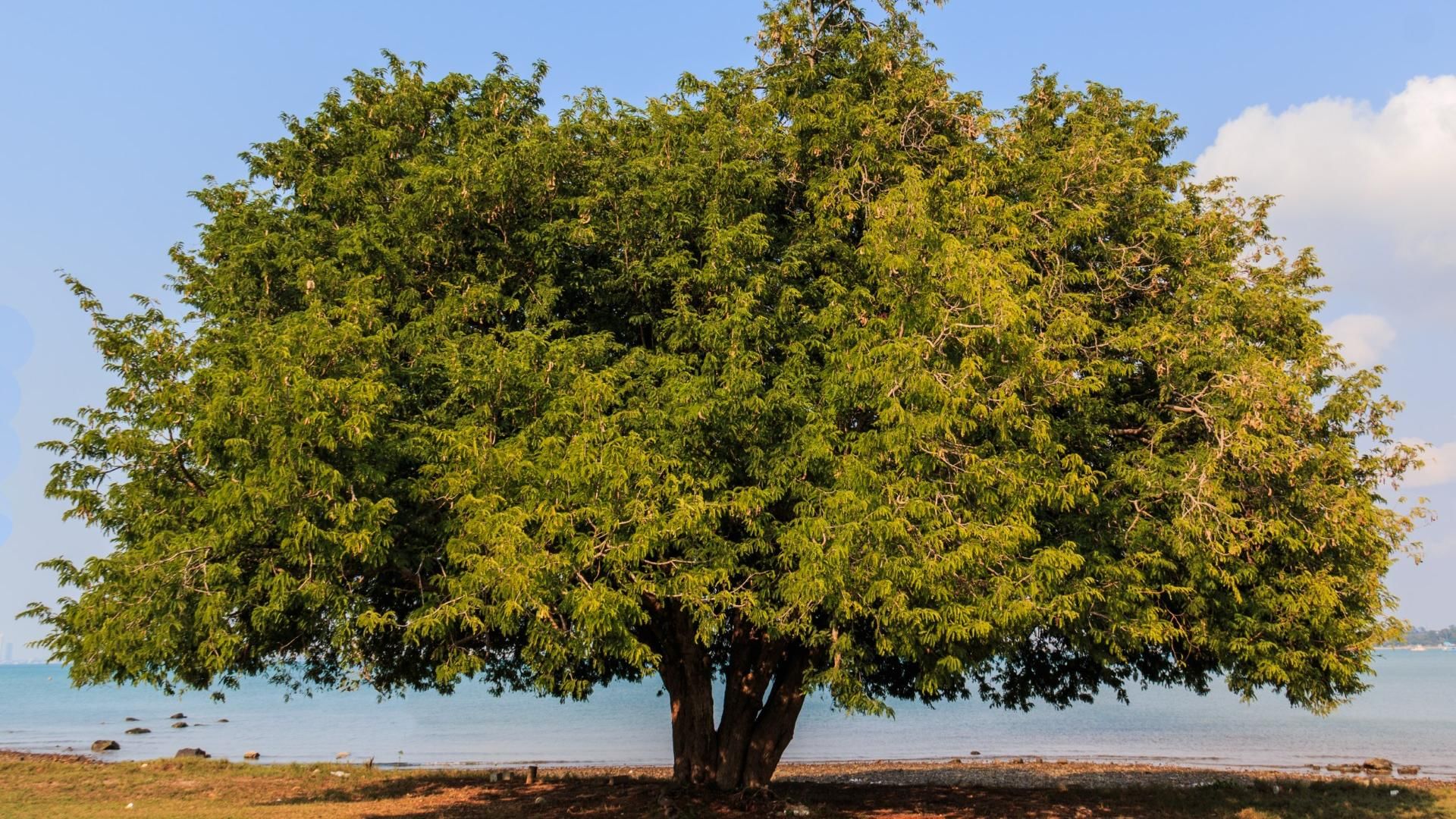 600 Year Old Imli Tree Who Made Tansen The Music King Know The Where Is ...