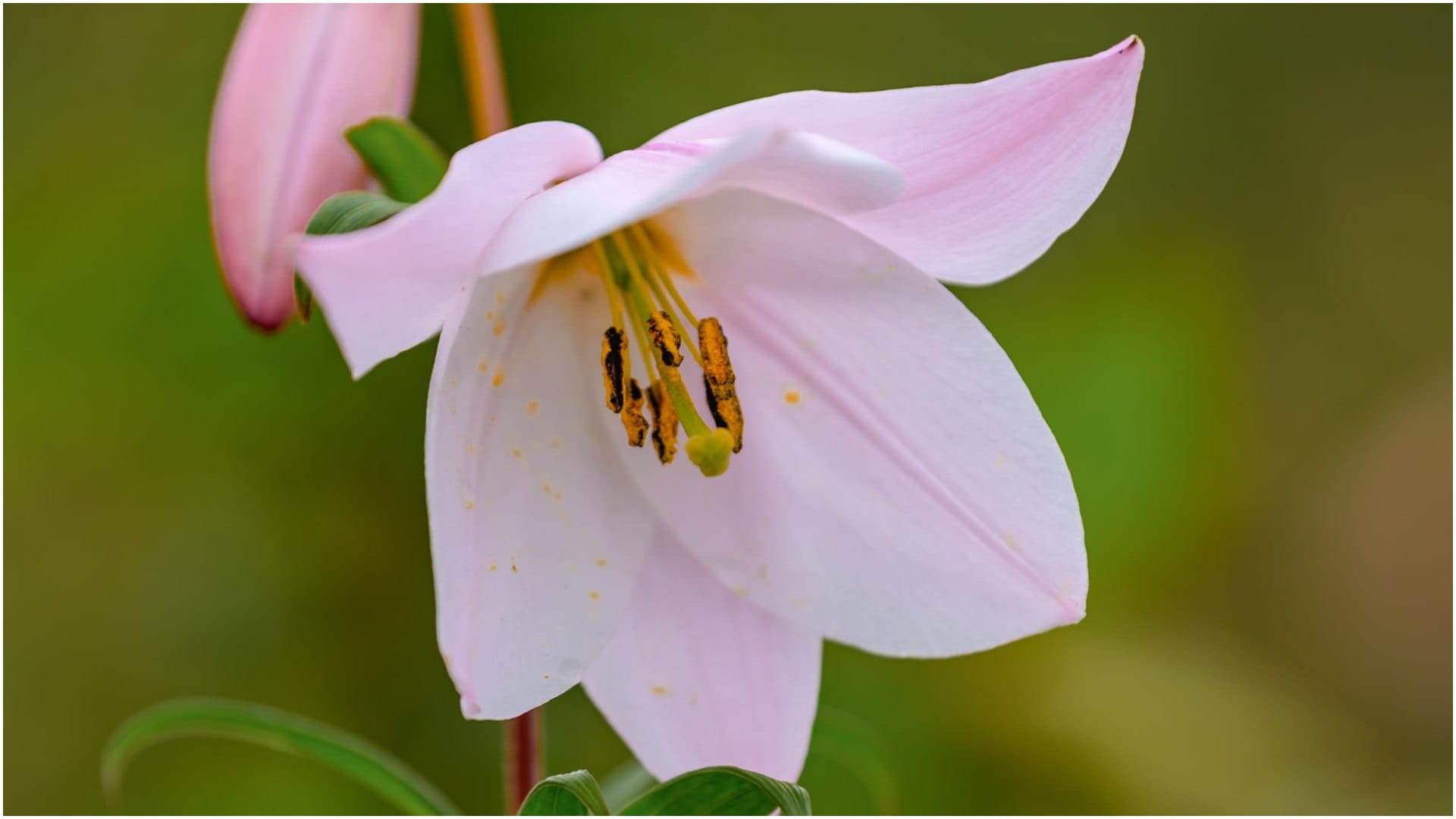 Shirui Lily Festival 2025:शिरुई लिली फेस्टिवल का हुआ आगाज, इस खूबसूरत ...