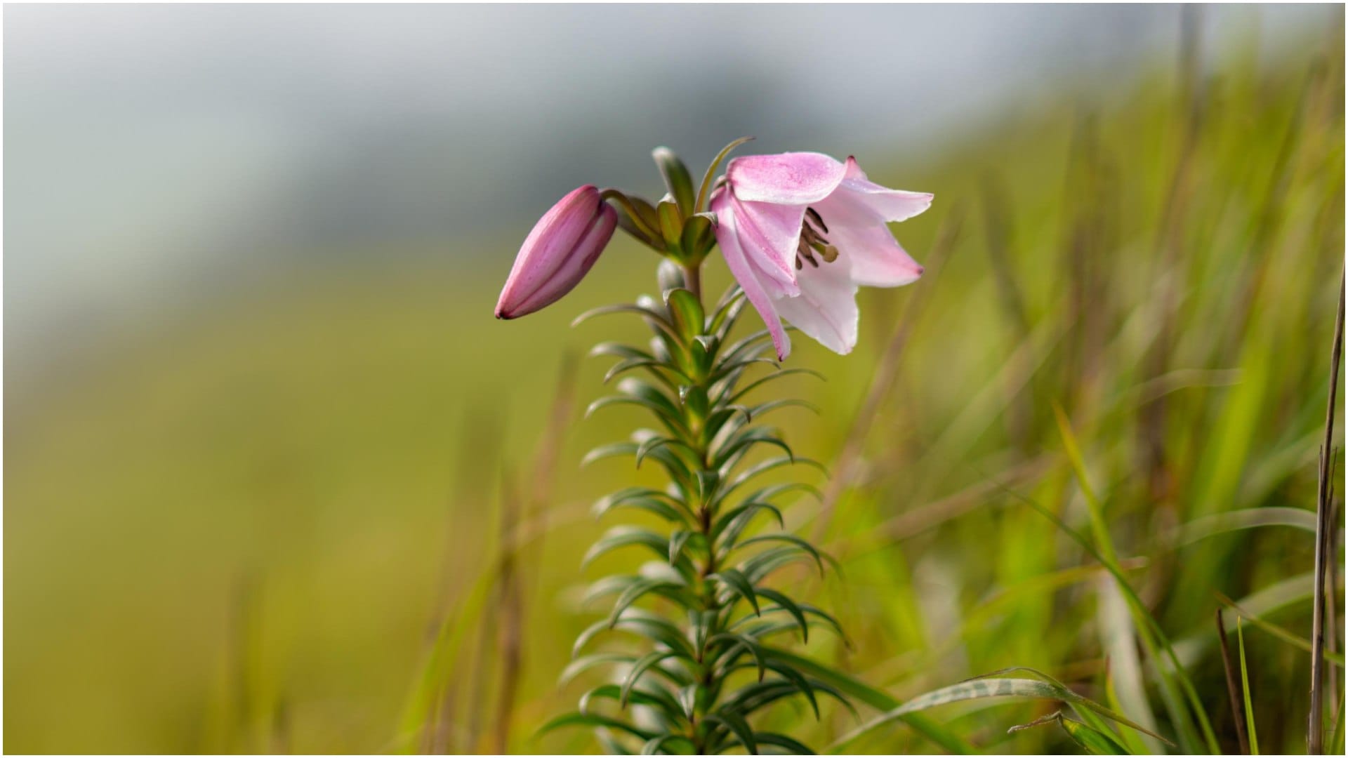 Shirui Lily Festival 2025:शिरुई लिली फेस्टिवल का हुआ आगाज, इस खूबसूरत ...