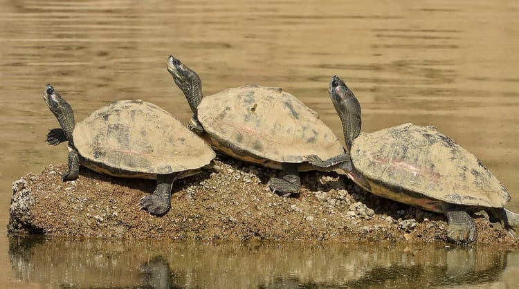 विश्व कछुआ दिवस:दुर्लभ बटागुर कछुओं का नया ठिकाना है चंबल, शामिल हुए ...