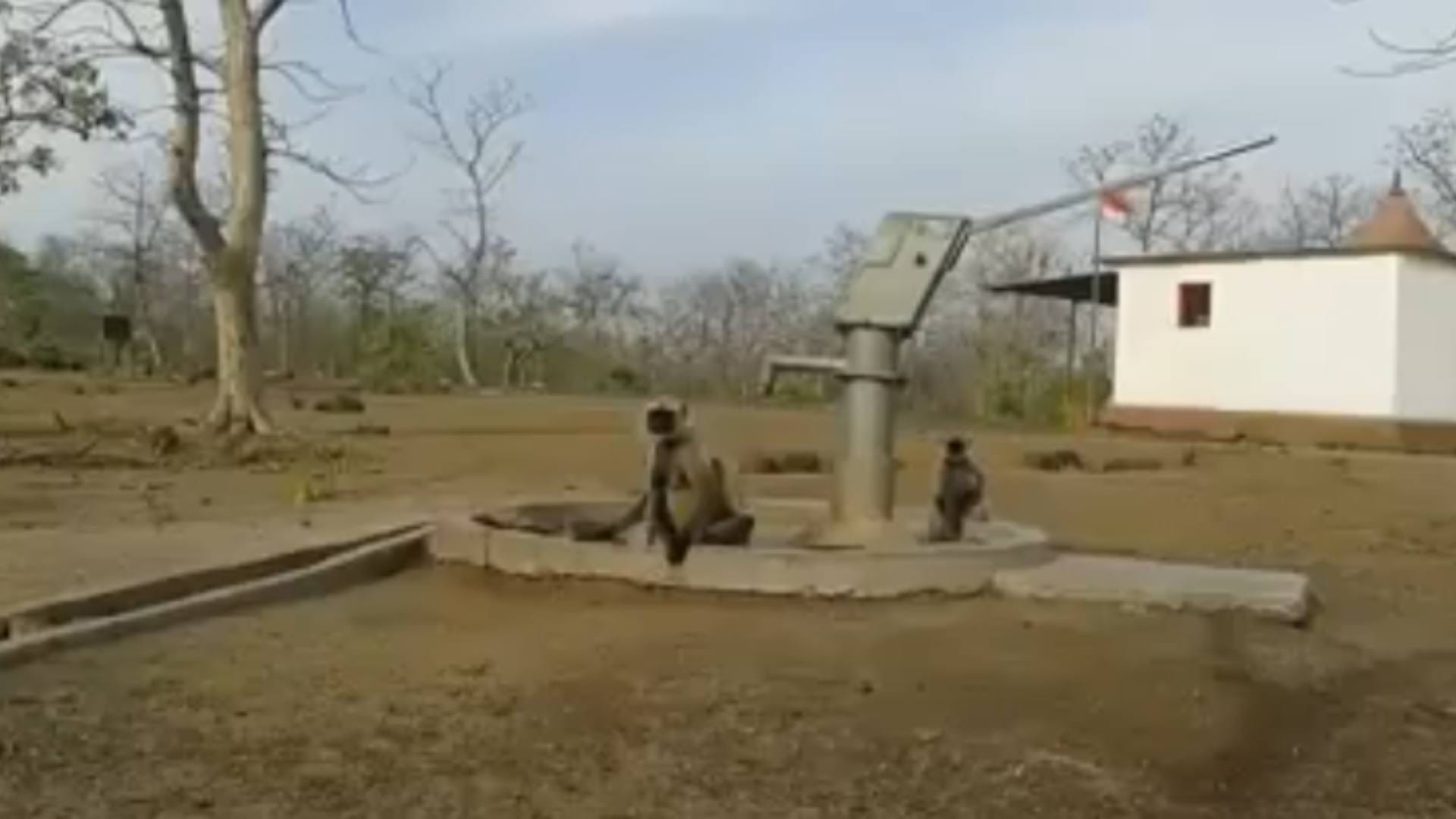 Monkeys Was Thirsty Them The Person Did Something Like This Video Goes ...