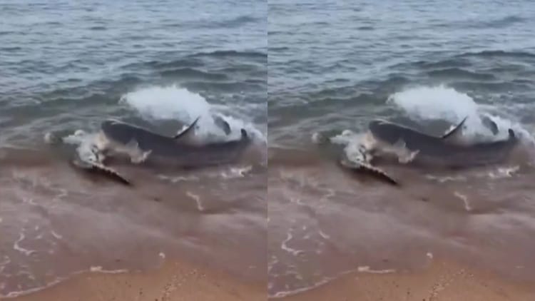 Viral Video:समुद्र के किनारे मगरमच्छ कर रहा था मरने का नाटक, तभी शार्क ...