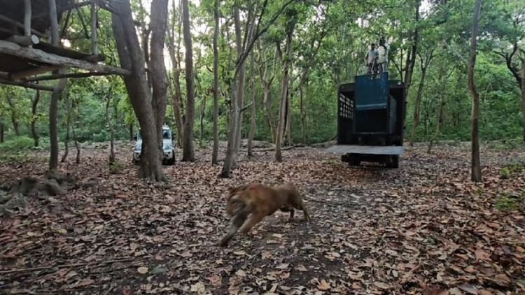 पीलीभीत टाइगर रिजर्व:दो ग्रामीणों की जान लेने वाली बाघिन का नया ठिकाना ...