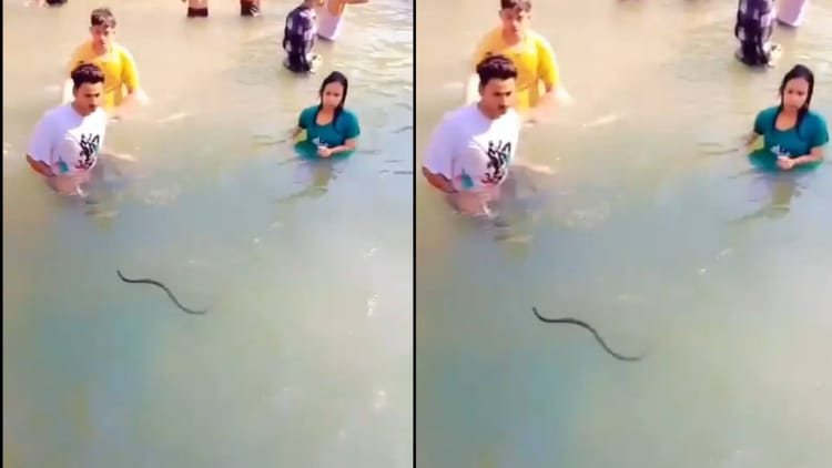 Viral Video:स्विमिंग पूल में नजर आया सांप, चारों तरफ मची अफरा-तफरी ...