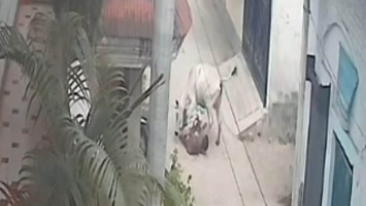 Unnao: Bike Collided With Cattle, The Bull Lifted And Threw The Young Man Several Times, Death ...