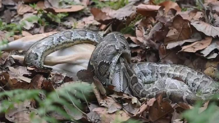 Python Hunted A Chital In Pilibhit Tiger Reserve - Amar Ujala Hindi ...