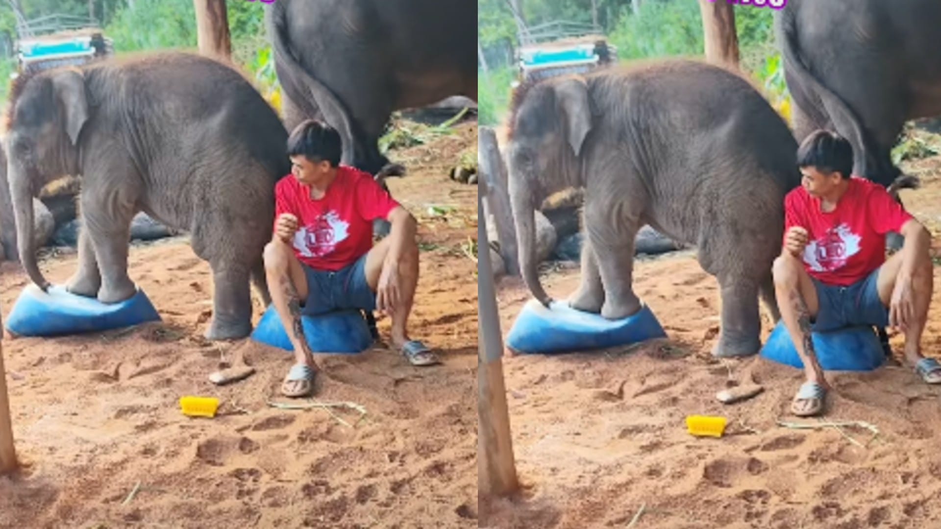 Cute Elephant Video:नटखट और मासूम हाथी के बच्चे का खेलते हुए वीडियो ...