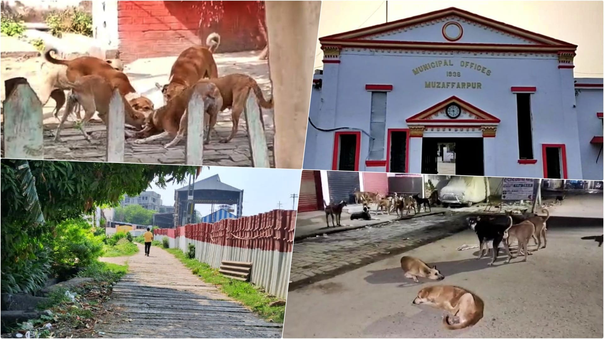 Muzaffarpur: Panic Due To Stray Dogs Terror In Railway Colony, Trouble ...