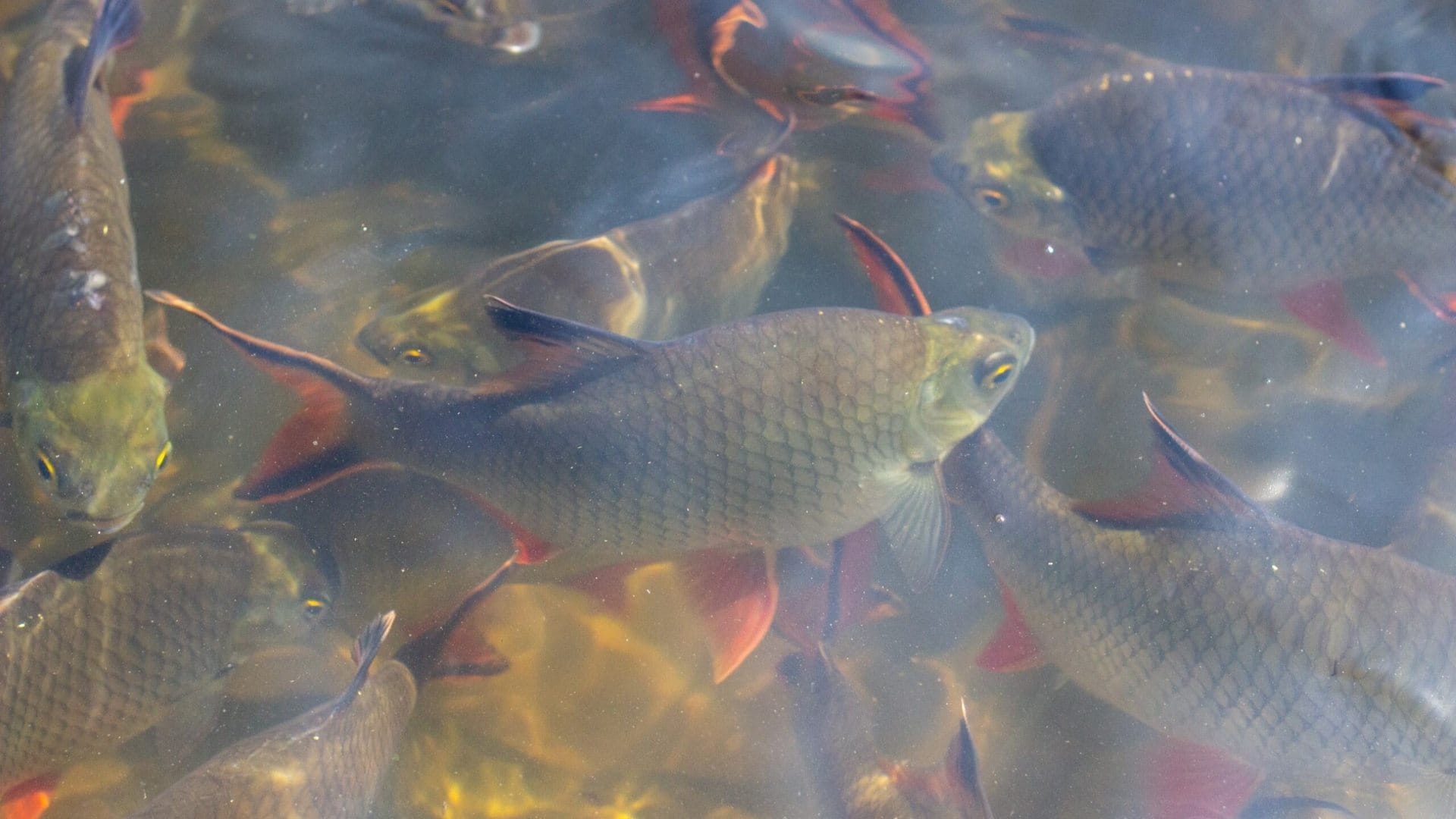 Fish Falling From Sky In This Country For Over 100 Years Know Name And Facts Behind - Amar Ujala ...