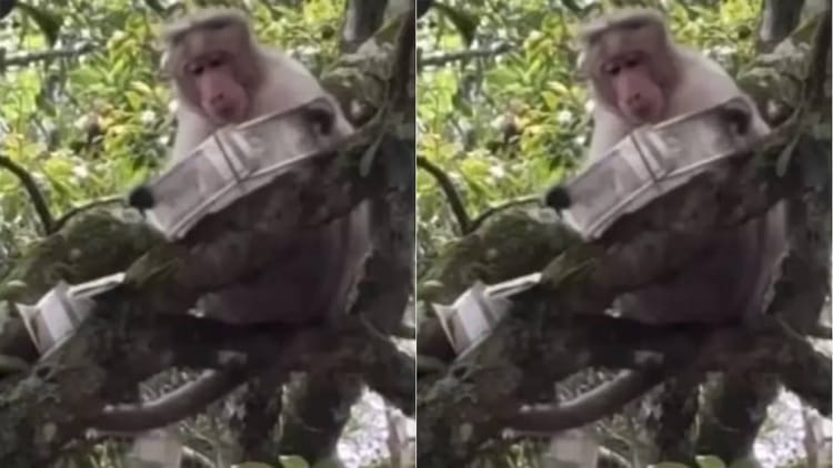 Viral Video:बंदर ने लड़के से छीनी 500 रुपये के नोटों की गड्डी, फिर हवा ...