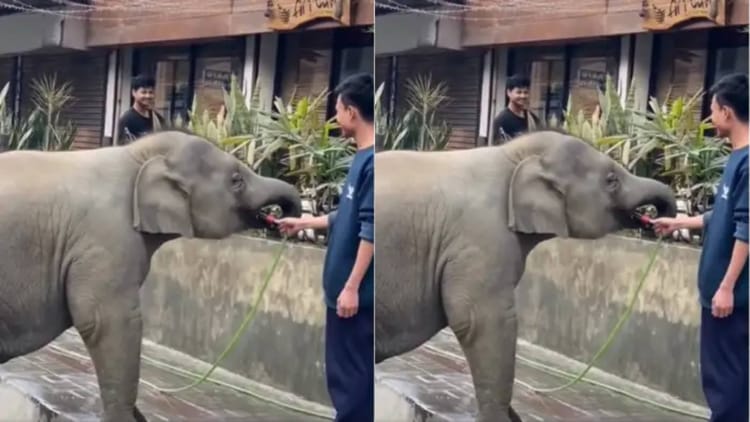 Viral Video:हथिनी के बच्चे को लगी थी प्यास, शख्स ने पाइप से पिलाया पानी ...