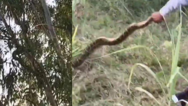 Man Caugh Eight Foot Long Python Wrapped Around Tree In Shahjahanpur - Amar Ujala Hindi News ...