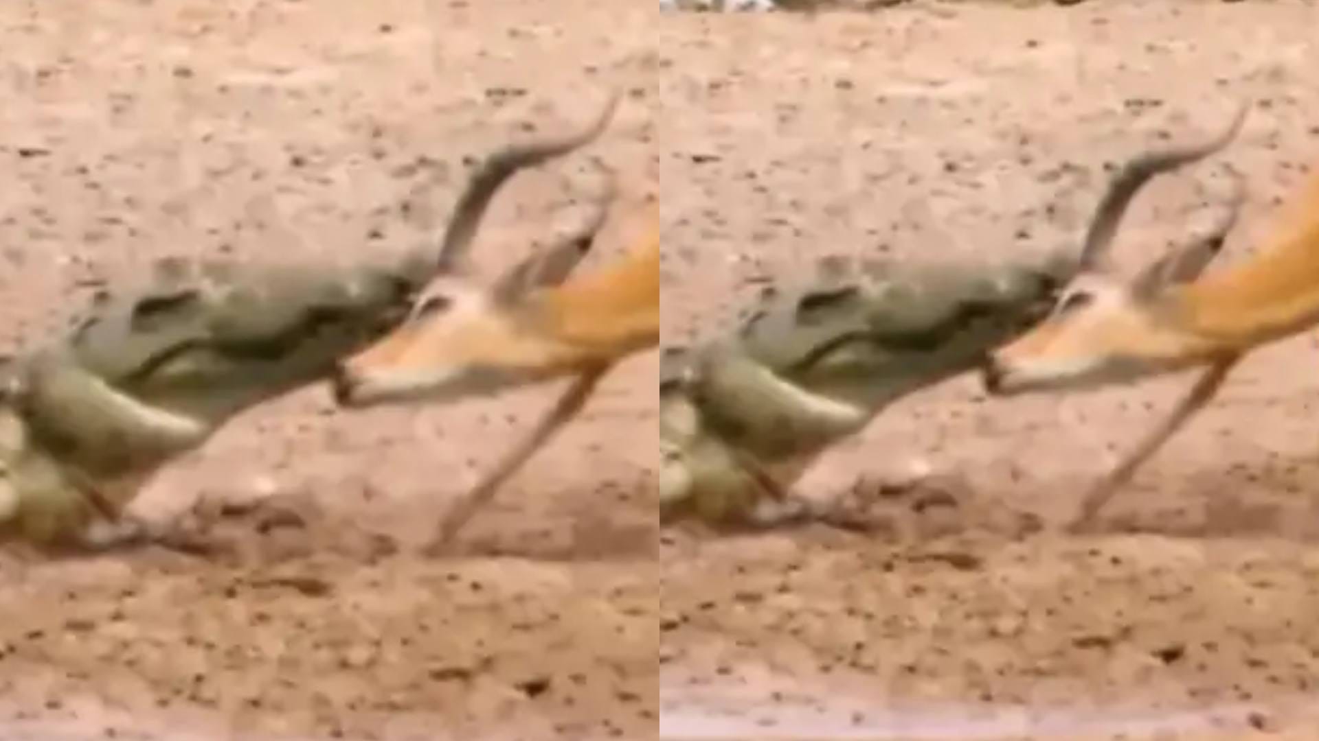 Viral Video:मगरमच्छ के सामने होशियार बन रहा था जानवर, 'पानी के राजा' ने गर्दन मरोड़कर बना लिया ...